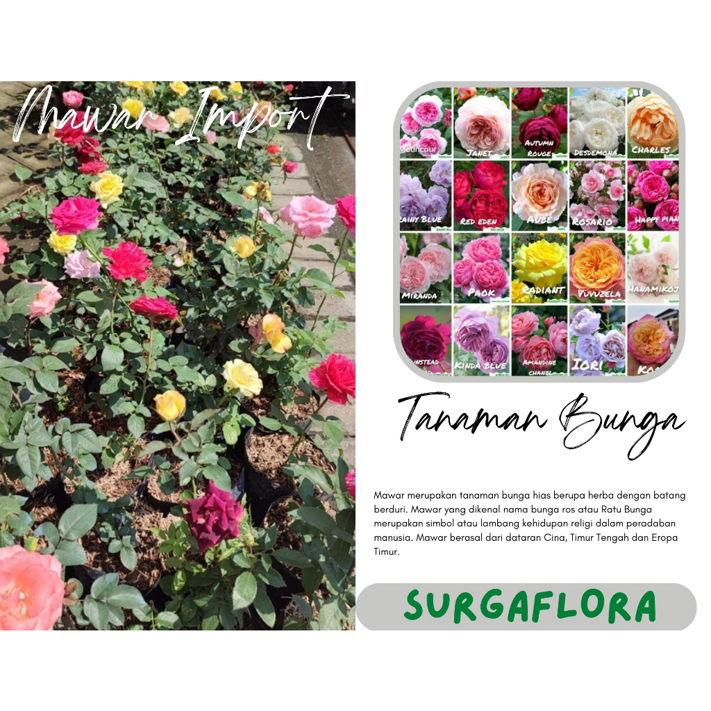 Jual Tanaman Bunga Mawar Import Bunga Wangi David Austin | Shopee Indonesia