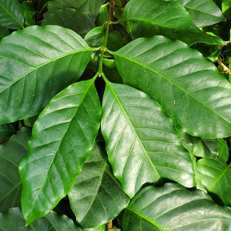 Jual daun kopi herbal /daun kopi segar /daun kopi pucuk 150 gr | Shopee ...