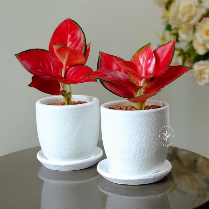 Jual Aglonema Suksom Jaipong Merah Pekat Roset/ Aglaonema Suksom ...