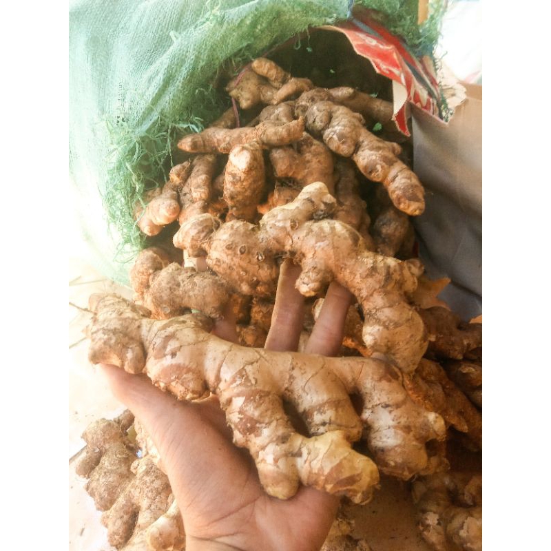 Jual Jahe Gajah Putih bersih segar fresh 500gr | Shopee Indonesia