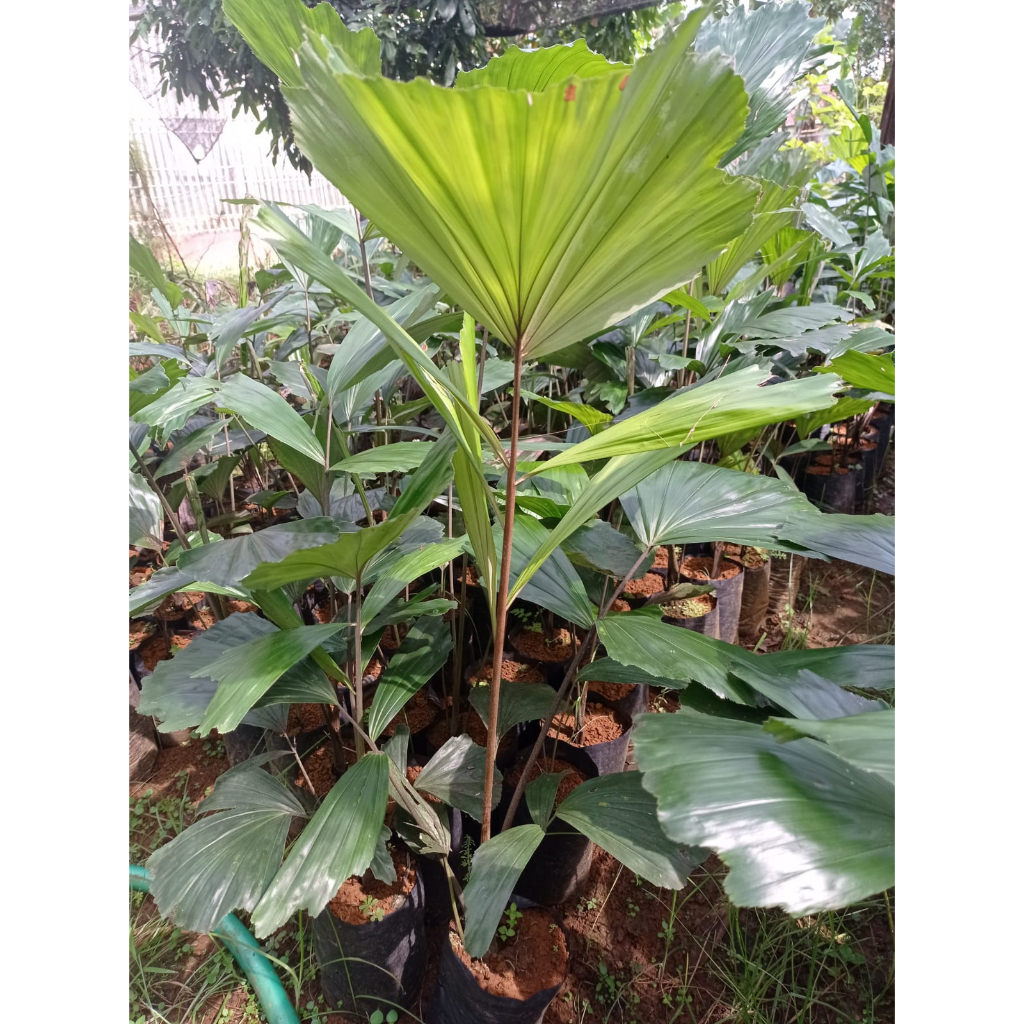 Jual 1 Meter - Bibit Tanaman Aren Kualitas unggul Harga Terjangkau ...