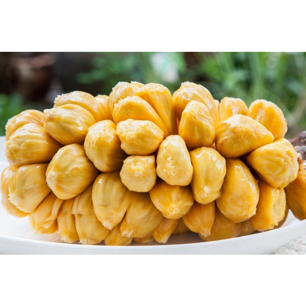 Jual Bibit Cempedak King Jumbo Malaysia | Shopee Indonesia