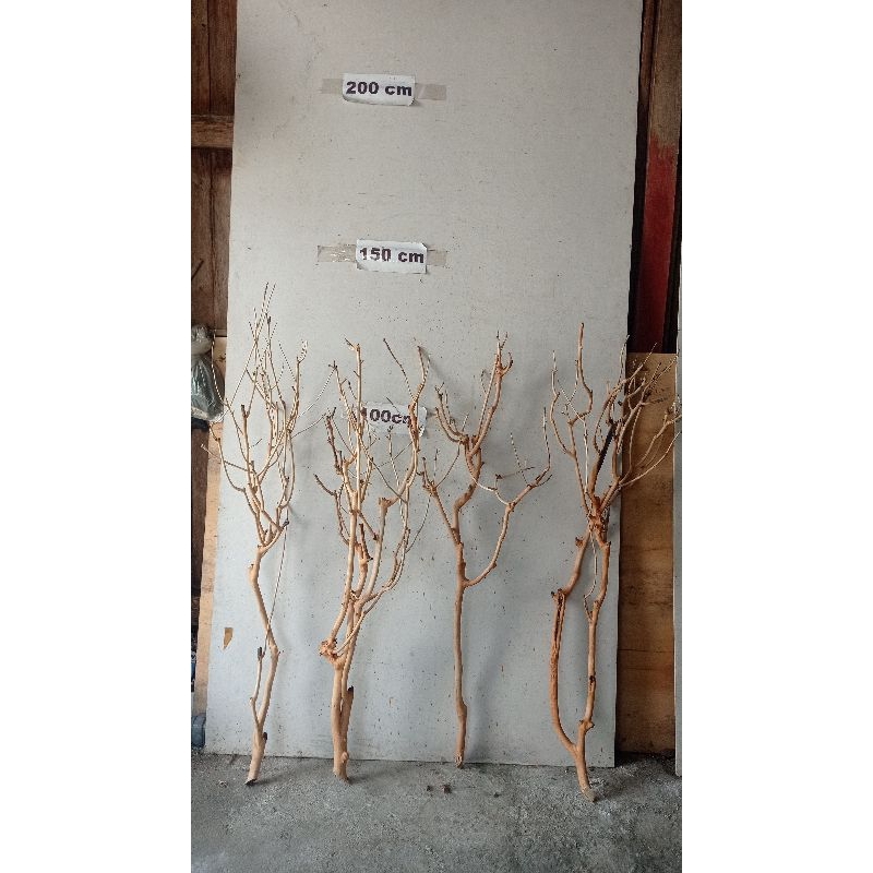 Jual Pohon Kayu Ranting Kering Hias Dekor Rumah Lamtoro tinggi ...