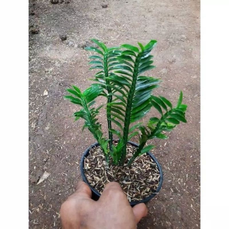 Jual kaktus klabang | Shopee Indonesia