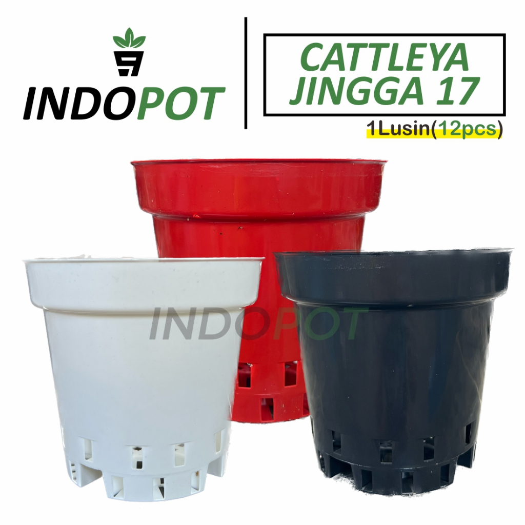 Jual (12Pcs) Pot Anggrek Jingga Cattleya 17 Pot Tanaman Bunga Anggrek ...