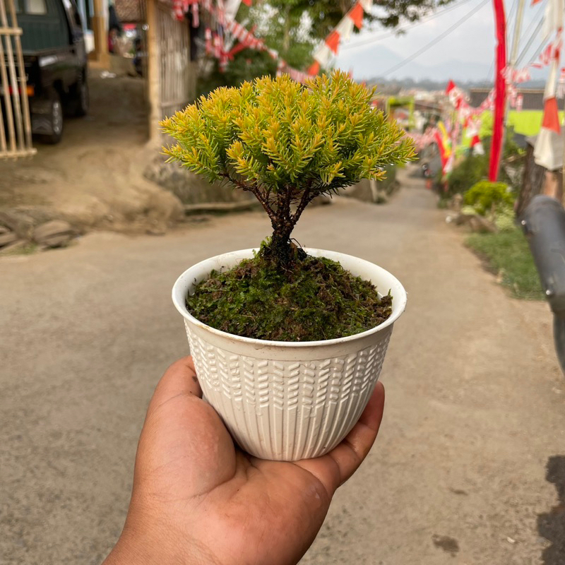 Jual Bonsai mini cemara emas + pot mutiara putih | Shopee Indonesia