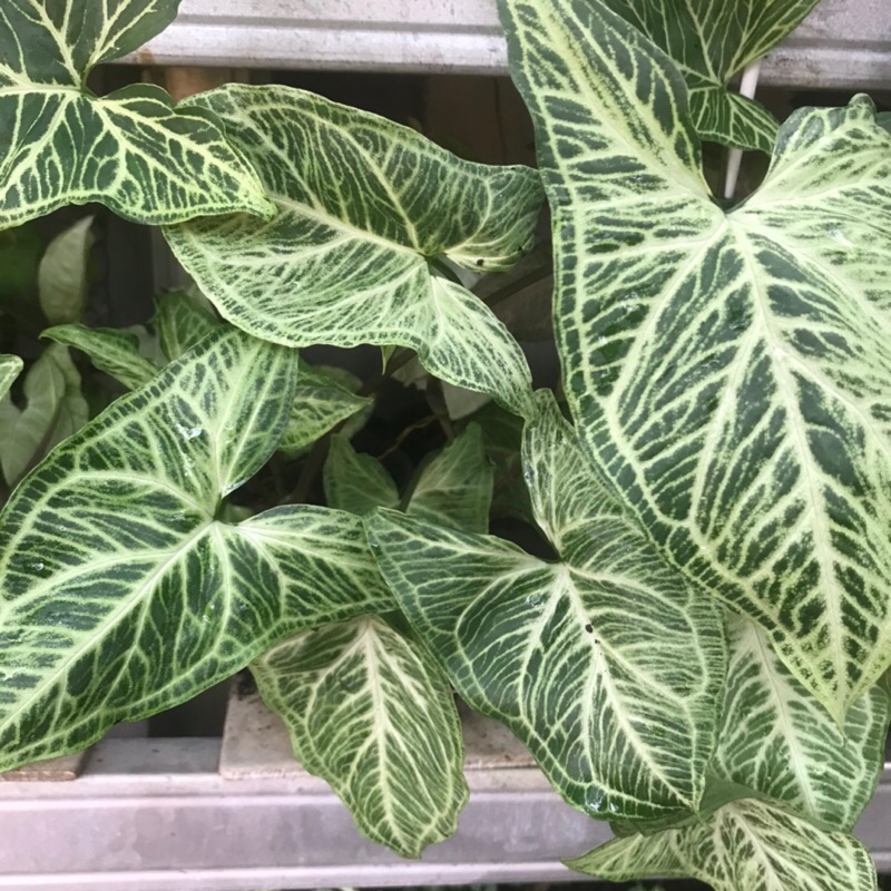 Jual Syngonium Batik Tanaman Hias | Shopee Indonesia