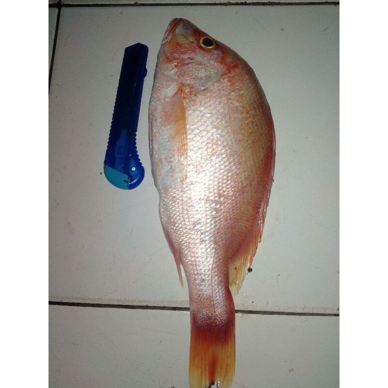 Jual Ikan Kakap Merah Segar Fresh 1Kg BERGARANSI | Shopee Indonesia