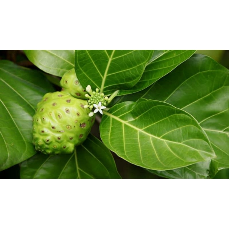 Jual DAUN MENGKUDU/ DAUN PACE 50 LEMBAR | Shopee Indonesia