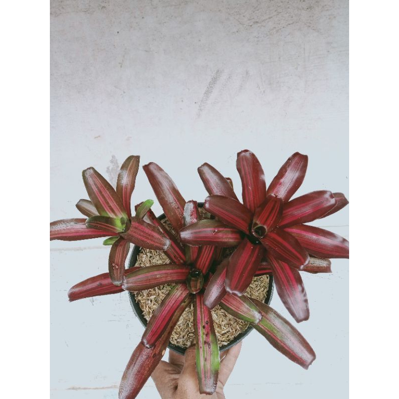 Jual Tanaman bromelia neoregelia zoe cnovar | Shopee Indonesia