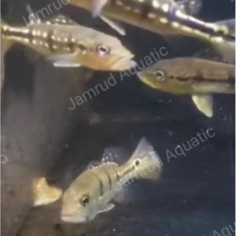 Jual Pbasa Pinima 10 - 12cm | Shopee Indonesia