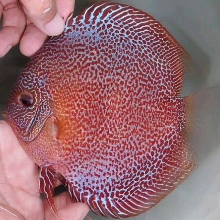 Jual Ikan Discus Leopard Snake Skin (LSS) Size 4,5" Female | Shopee ...