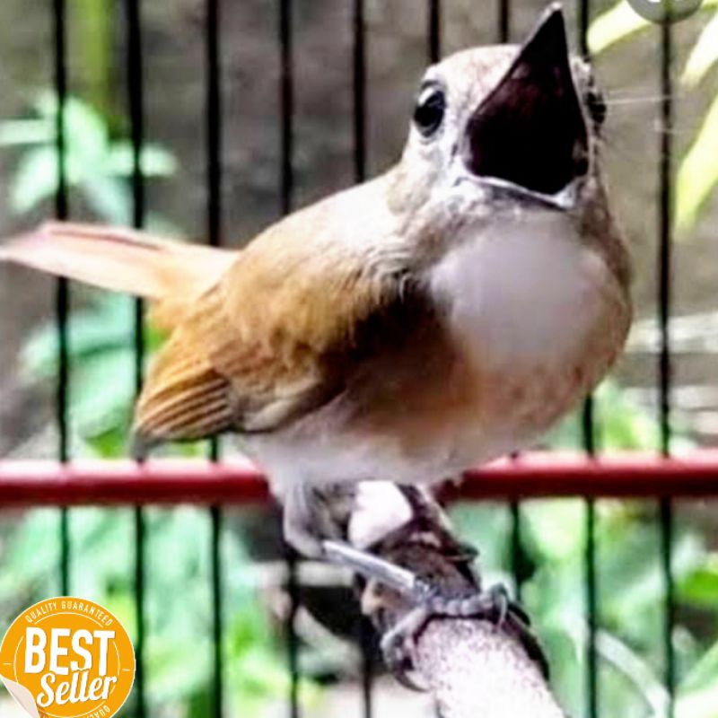 Jual burung SRDC ori bali sikatan rimba dada coklat | Shopee Indonesia