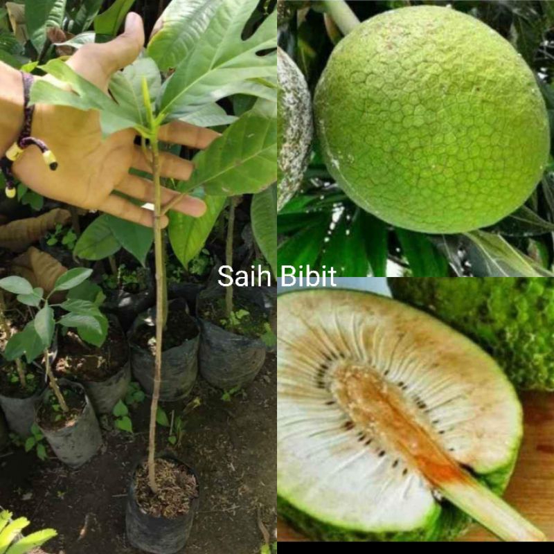 Jual BIBIT SUKUN SUPER (beli 5 gratis 1) | Shopee Indonesia