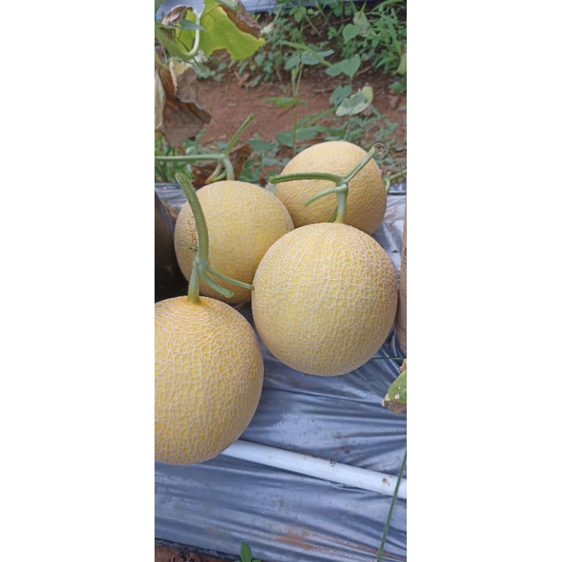 Jual Melon Inthanon | Shopee Indonesia