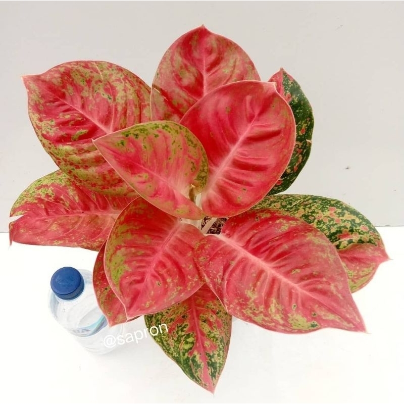 Jual Aglonema Ruby Giant / Tanaman Hias Aglonema Aglaonema Ruby Giant ...