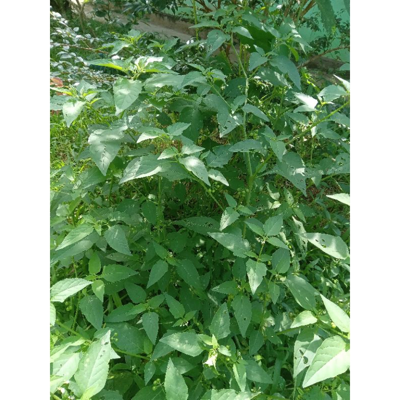 Jual Daun leunca hayam/ ranti hutan fresh 500gr | Shopee Indonesia