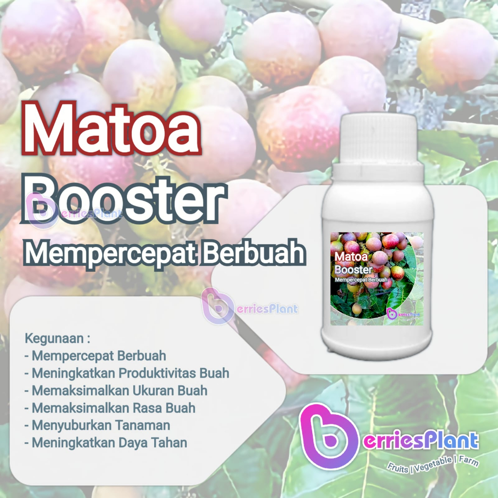 Jual Booster Matoa SUPER | Mempercepat Berbuah | Perangsang Bunga ...