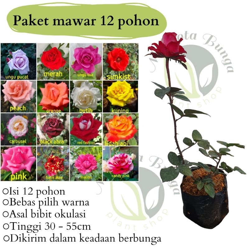 Jual paket mawar isi 12 pohon | Shopee Indonesia