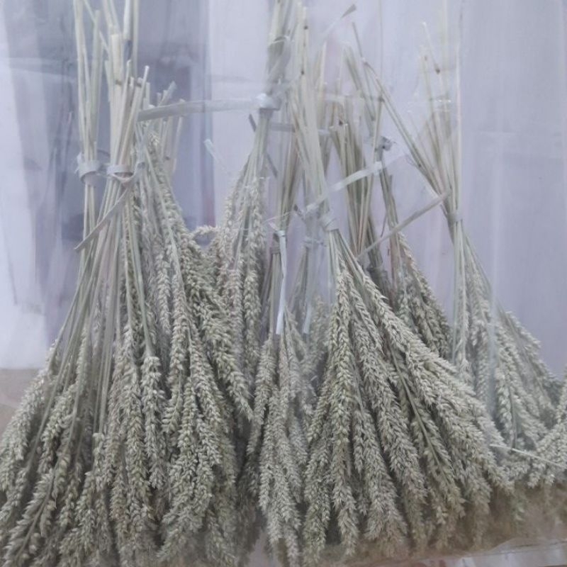 Jual 1 IKAT BUNGA KERING/BUNGA UNTUK BUKET/FLOWER RUSTIC DECORATION ...