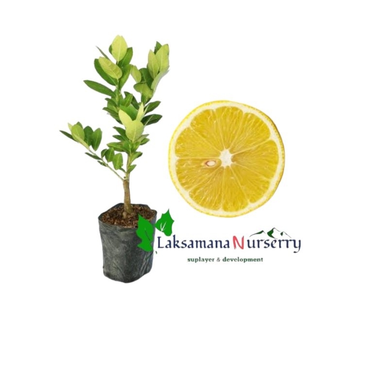 Jual LEMON TEA AROMA LEMON DAN TEH ( ASLI BERVALIDALITAS) | Shopee ...