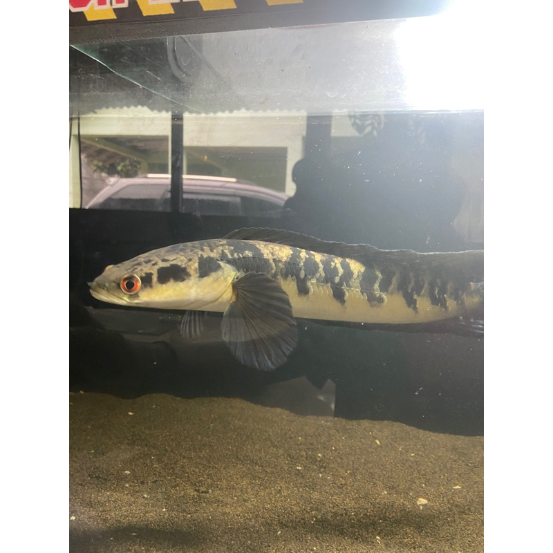 Jual CHANNA MARU YELLOW SENTARUM/YS jumbo | Shopee Indonesia