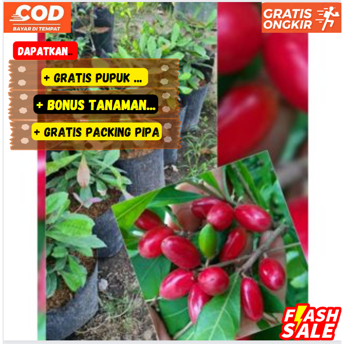 Jual Miracle Fruit Buah Ajaib Kaya Manfaat | Shopee Indonesia