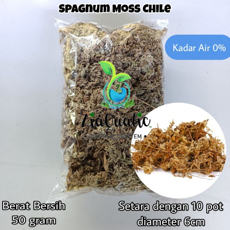 Jual Media Tanam Spaghnum Moss Chile / Spagnum Moss / Lumut Putih ...