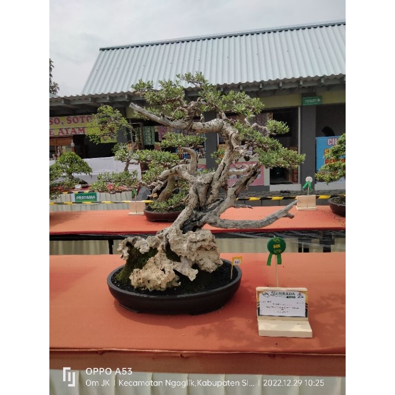 Jual Santigi karang | Shopee Indonesia