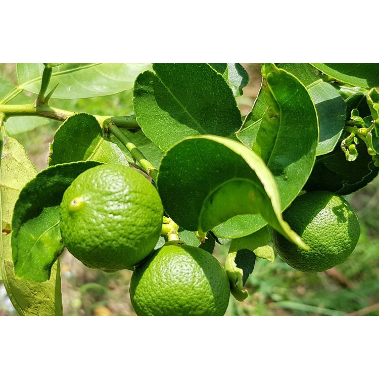 Jual Bibit Tanaman Buah Jeruk Sambal (Citrus amblycarpa) Jeruk Limau ...