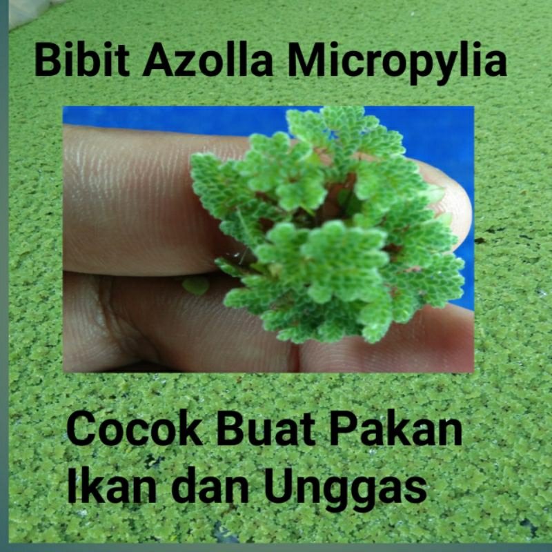 Jual Bibit Azolla Micropylia 1 kg | Shopee Indonesia
