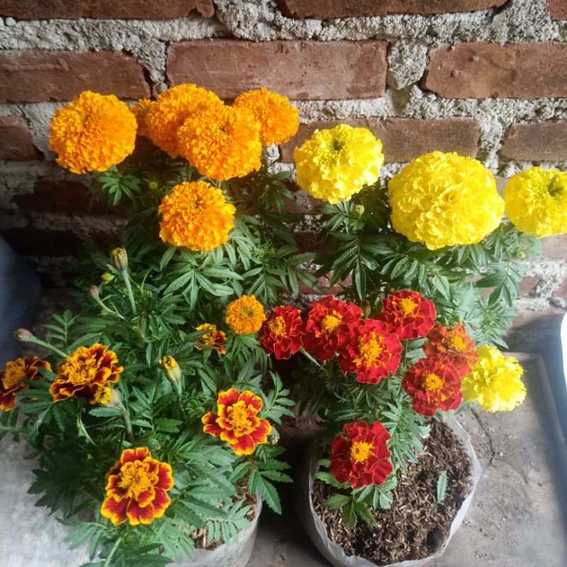 Jual Tanaman Bunga Hidup Marygold hiasan rumah cocok untuk di makam ...