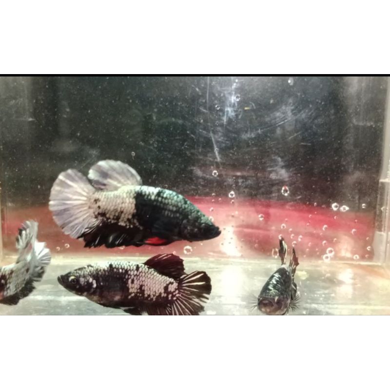 Jual Plakat Avatar Cooper | Shopee Indonesia