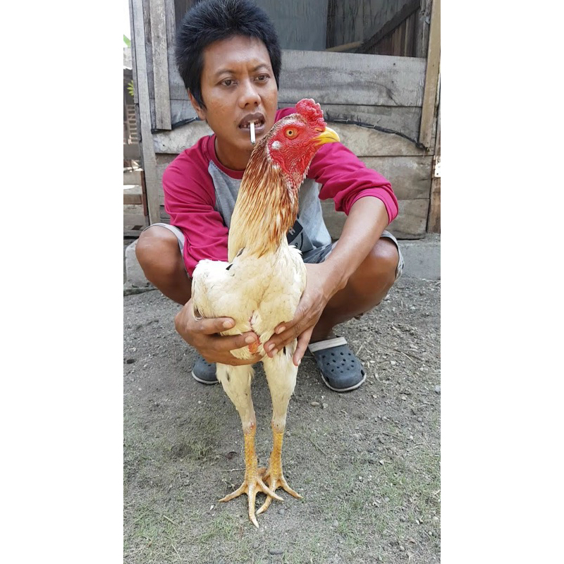 Jual TELUR AYAM PAKHOY FERTIL PEJANTAN WHITE KING IMPORT JUARA THAILAND ...