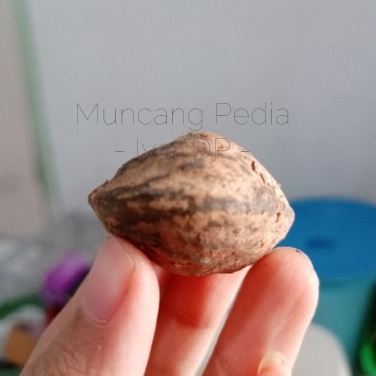 Jual Muncang /Kemiri Adu Jawaan Pohon Baru MuncangPedia IvanDP | Shopee ...