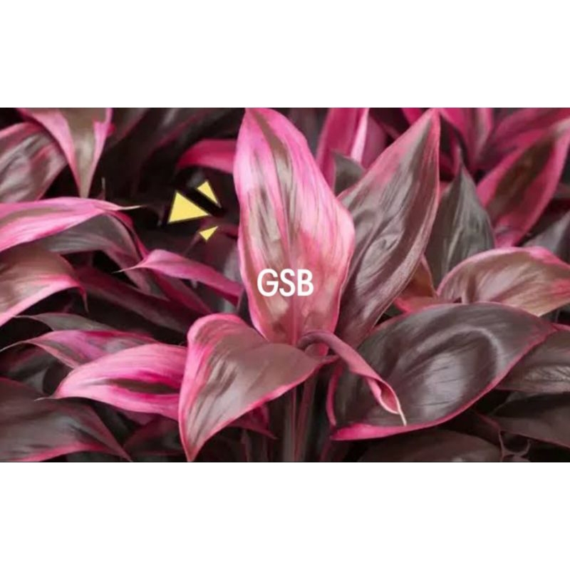 Jual Daun andong merah daun hanjuang merah isi 20 lembar pilihan ...