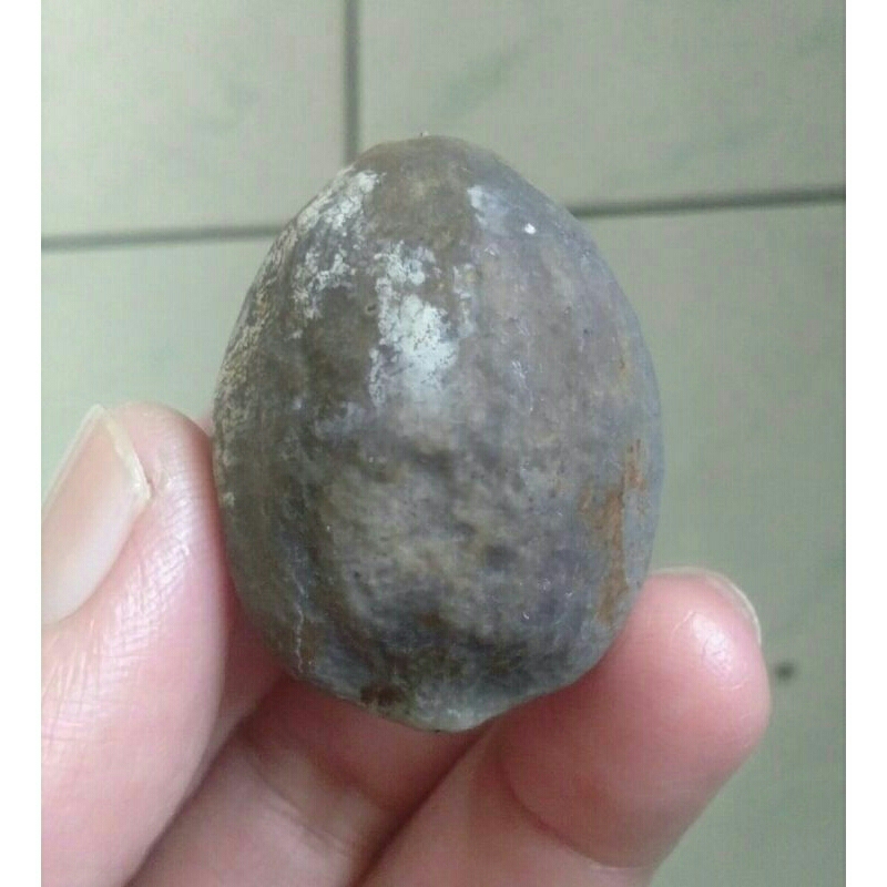Jual Kemiri Adu Muncang Adu Wadas JR Tua Jatuhan | Shopee Indonesia