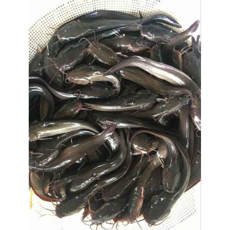 Jual Ikan Sembilang Segar Ikan Sembilang Harian 1Kg | Shopee Indonesia