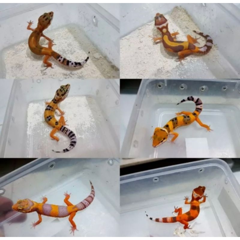 Jual GECKO LEOPARD - Leopard Gecko Tokek Hias Reptil Lucu Jinak UK ...