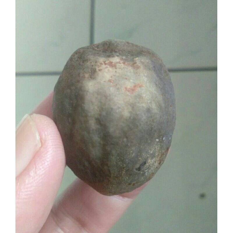 Jual Kemiri Adu Muncang Adu Nyonyo Si Kapsul Ori Bentuk Simetris ...