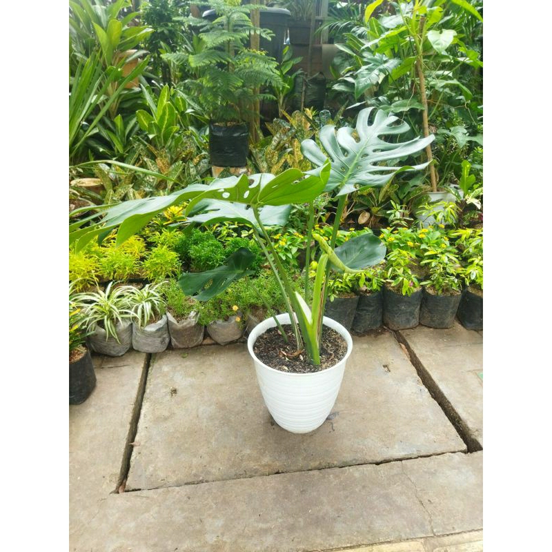 Jual Monstera King Dewasa Dalam Pot Koleksi Pribadi Kondisi Subur Daun ...