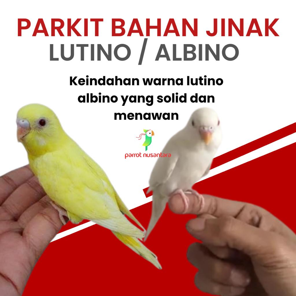 Jual Burung Parkit Lutino albino MM mata merah Paud Bahan Jinak ...