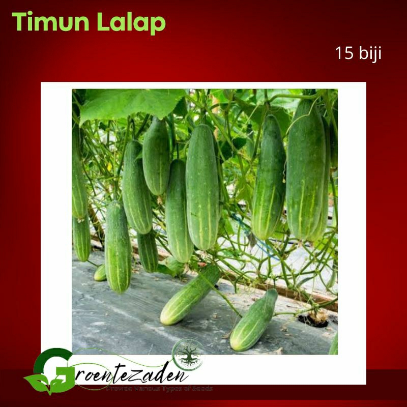 Jual 15 Benih bibit biji timun lalap kualitas unggul | Shopee Indonesia