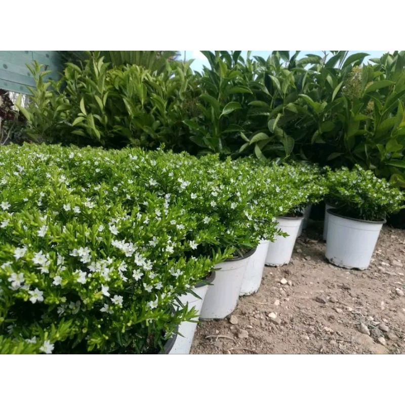Jual Cod Paket 3 Pohon Tanaman Hias Taiwan Beauty Hyssopifolia Cuphea ...