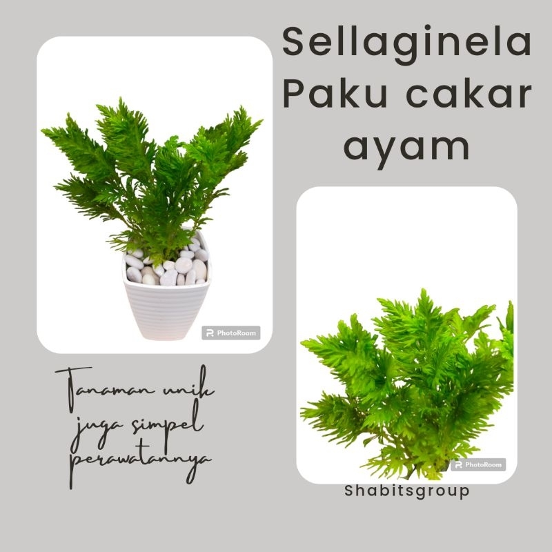 Jual BISA COD tanaman hias sellaginela paku cakar ayam paku rane ...