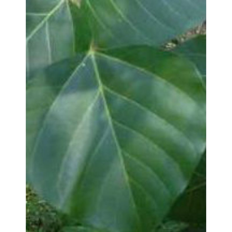 Jual (100gr) daun pohon dadap serep | Shopee Indonesia
