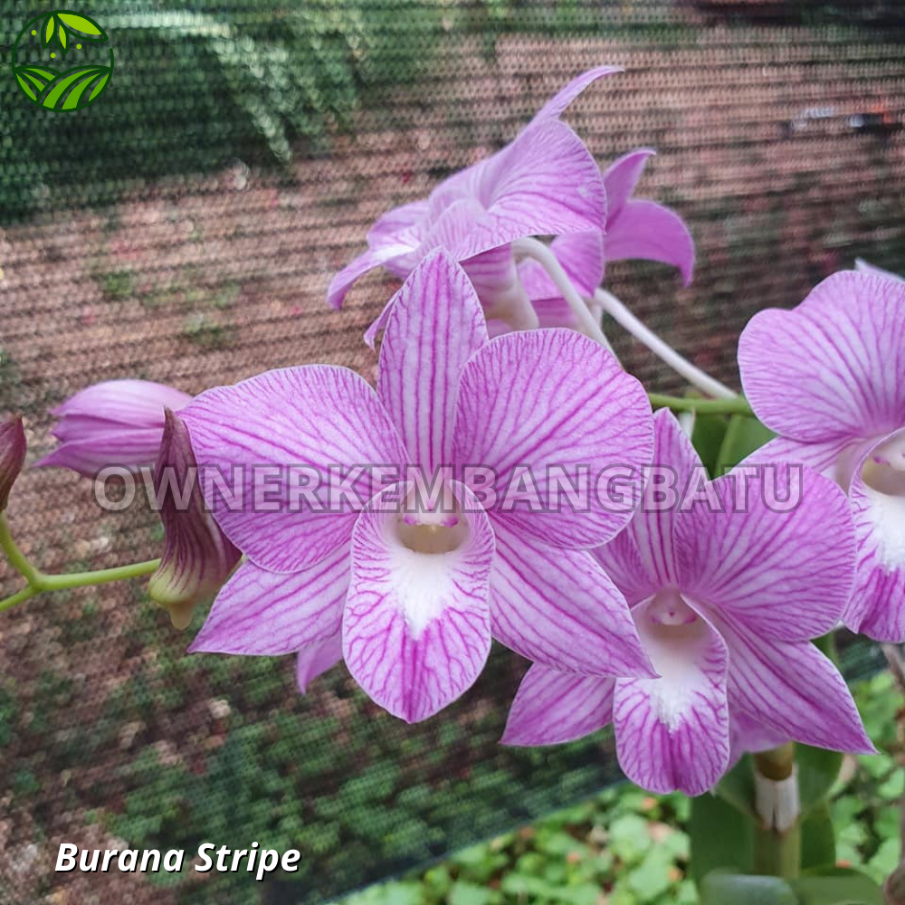 Jual DENDROBIUM BULAT HYBRID REMAJA RASA DEWASA | Shopee Indonesia