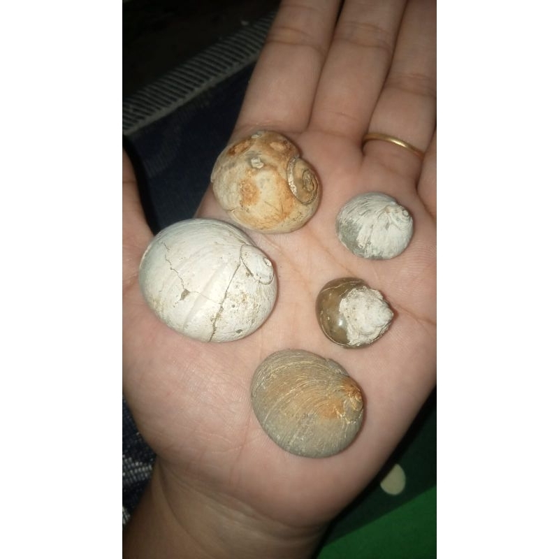Jual batu posil keong laut dan sungai | Shopee Indonesia