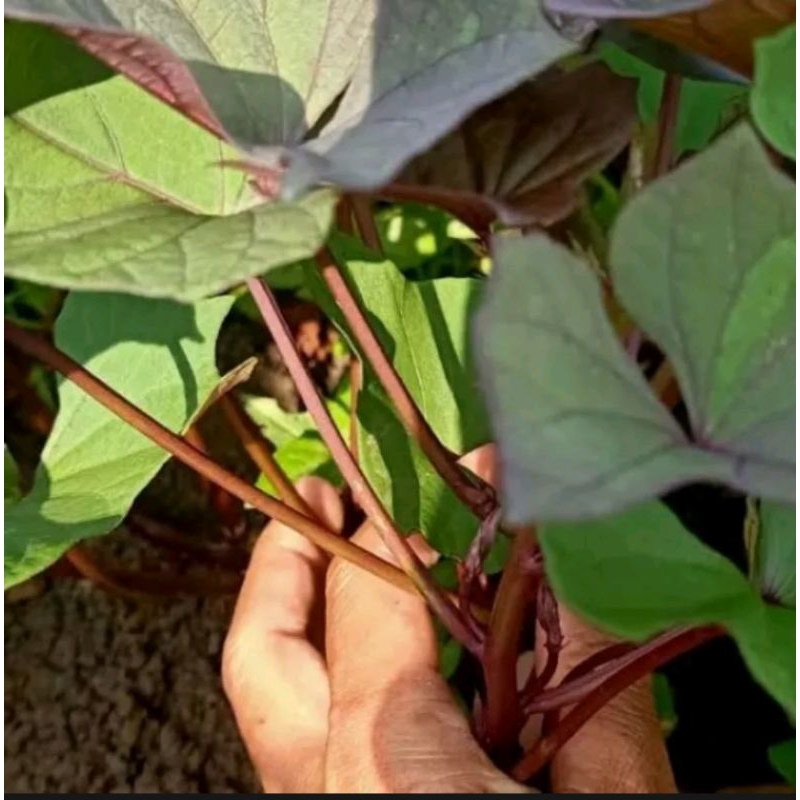 Jual bibit ubi unggu per batang ungu daun ungu | Shopee Indonesia