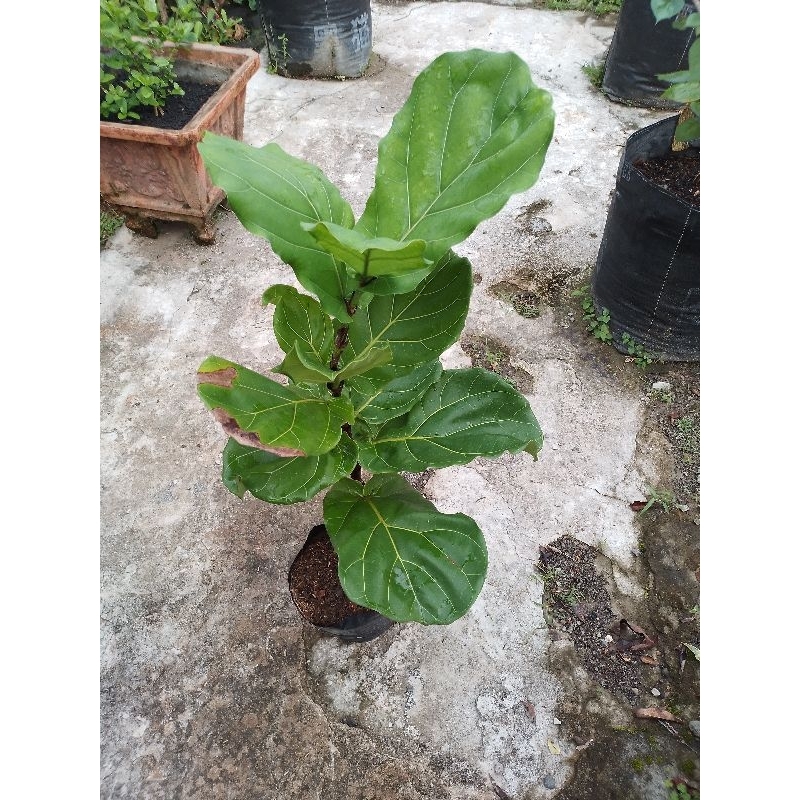 Jual Ketapang biola besar 80cm - 100cm ( ficus lyrata ) | Shopee Indonesia